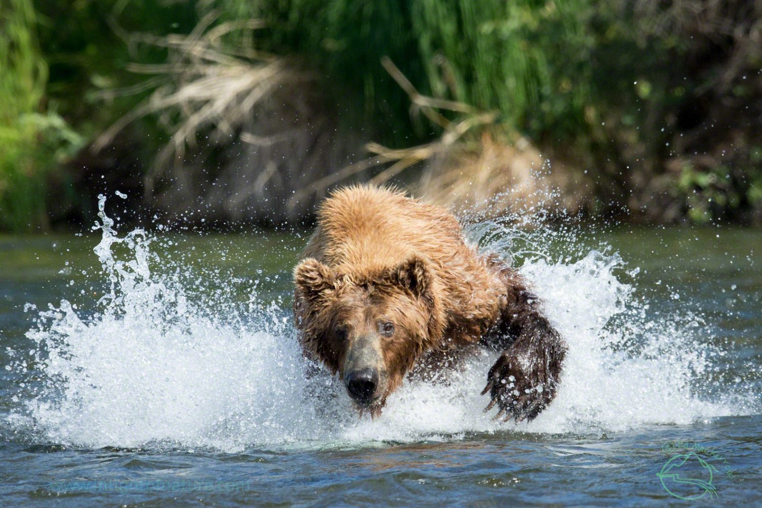 Day of the Eagle - In Light of Nature