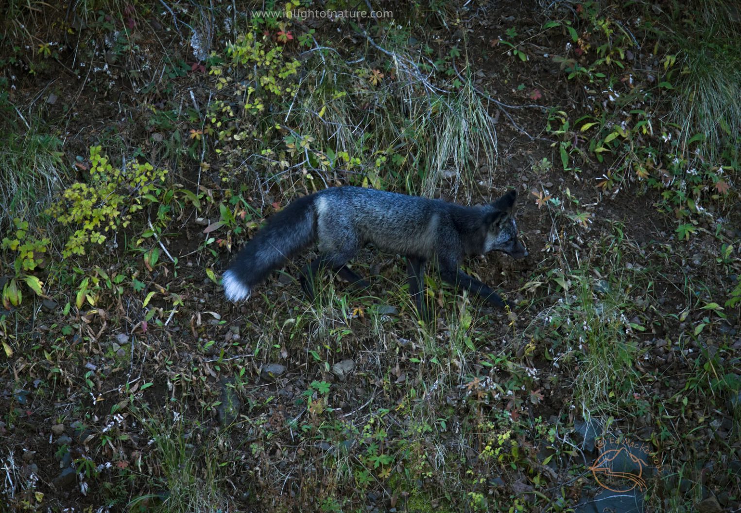 A "Blue" Fox - In Light of Nature