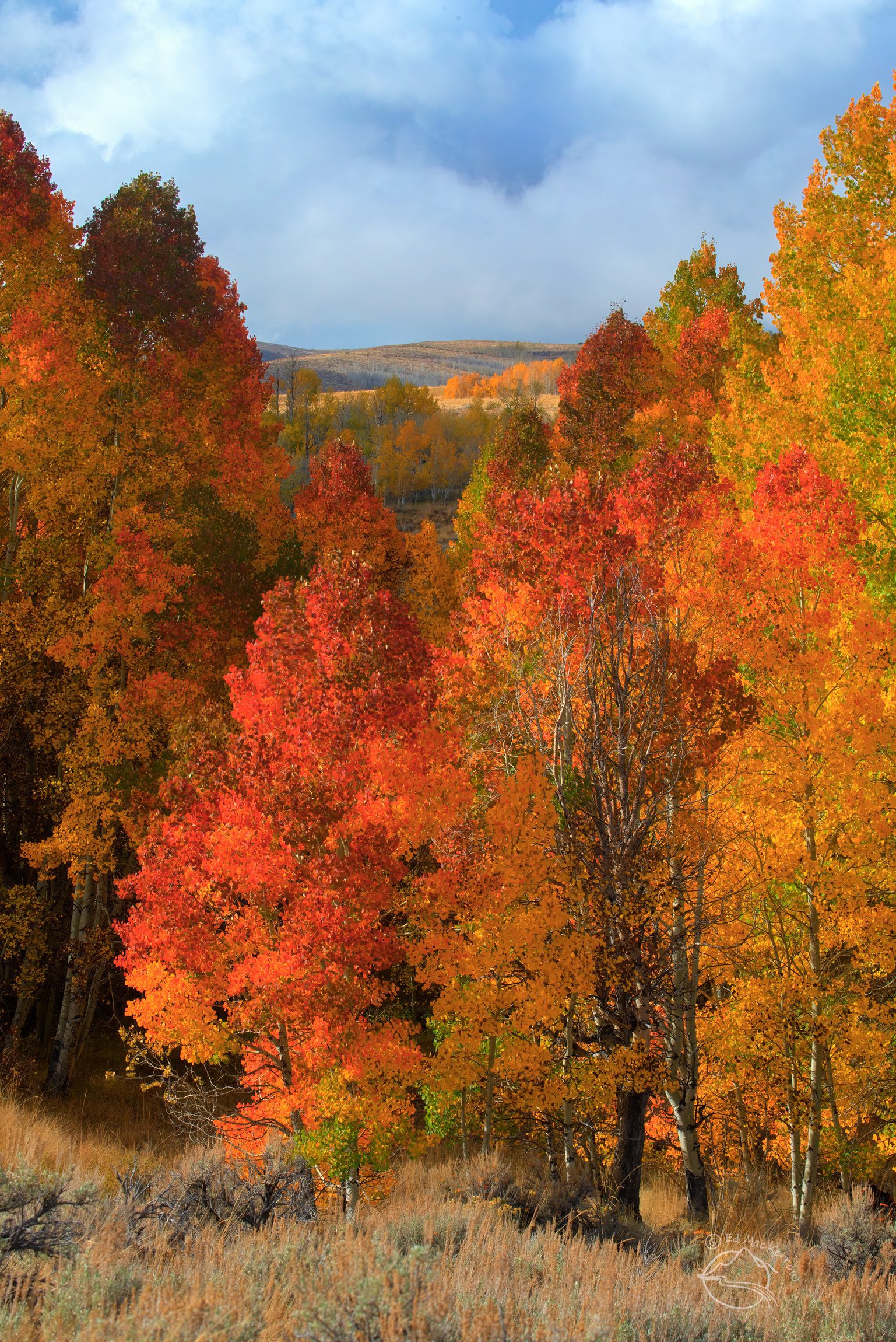 Why Are Some Aspens Red? - In Light of Nature