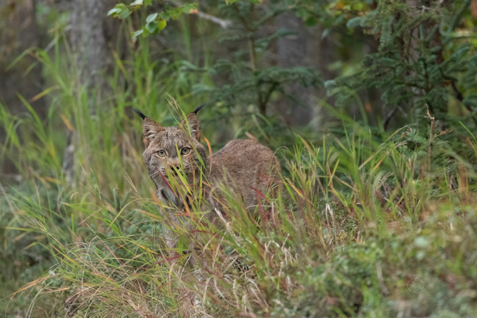Peak of the Lynx Cycle - In Light of Nature