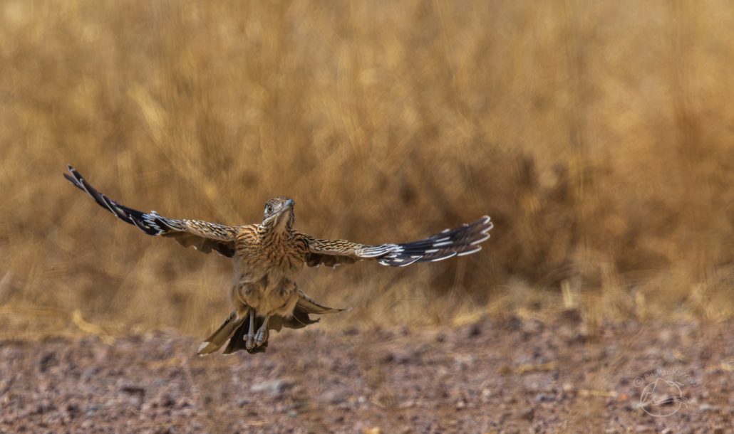 roadrunner bird fly